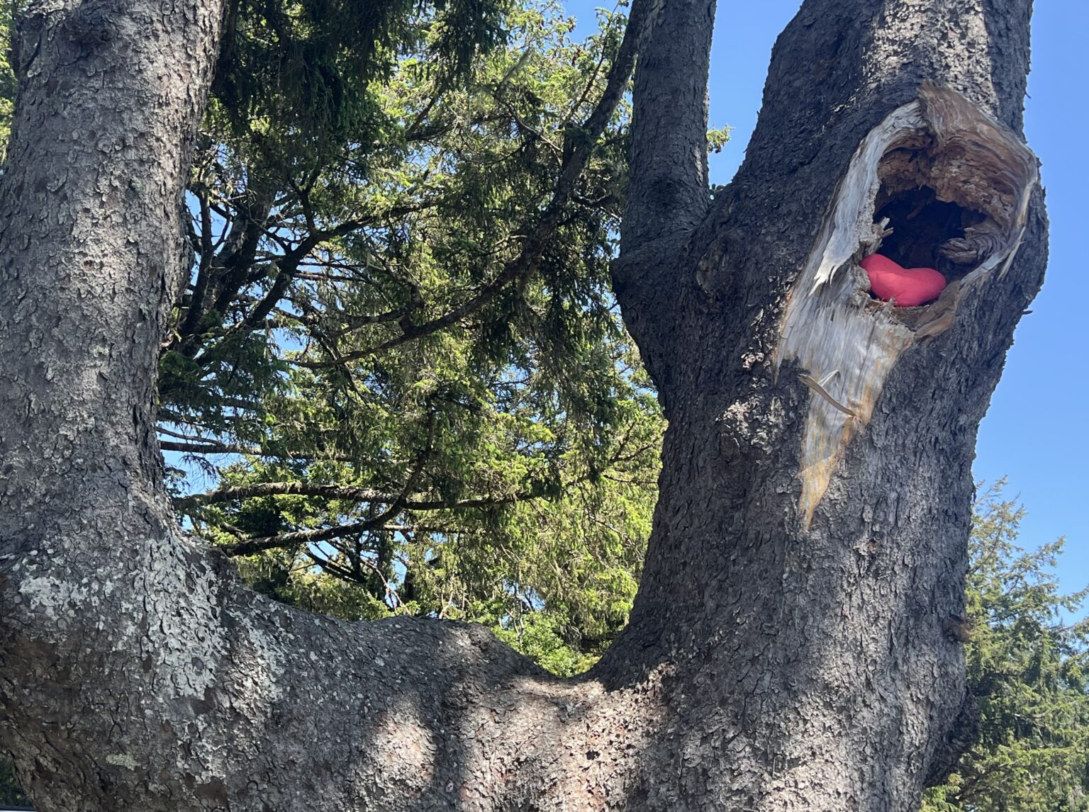 Oregon State Parks officials soon deciding fate of 150-year-old "Yaquina Muscle Tree" in Newport ...